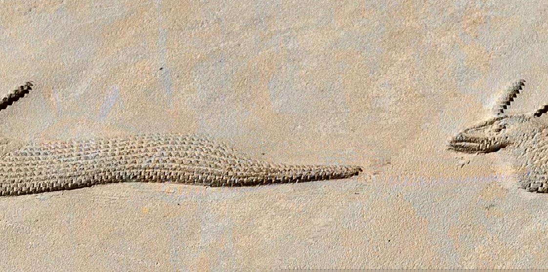 12 Animal Hieroglyphs and How the Ancient Egyptians Used Them