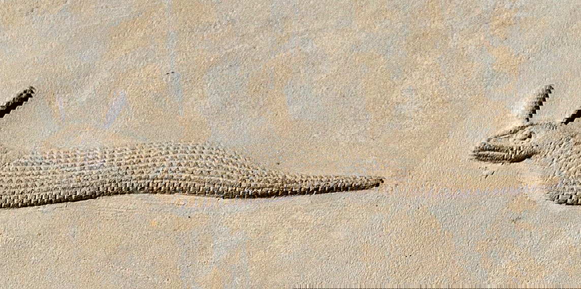 12 Animal Hieroglyphs and How the Ancient Egyptians Used Them