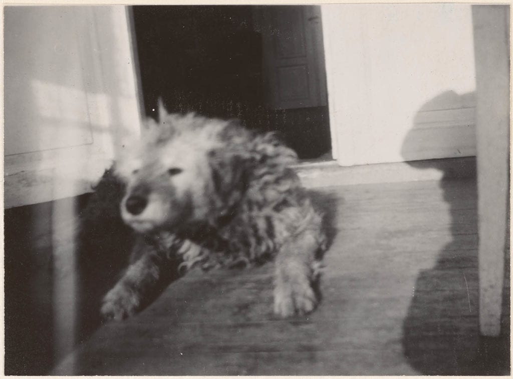 10 Famous Artists and their Pet Portraits