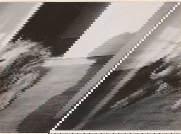 10 Famous Artists and their Pet Portraits