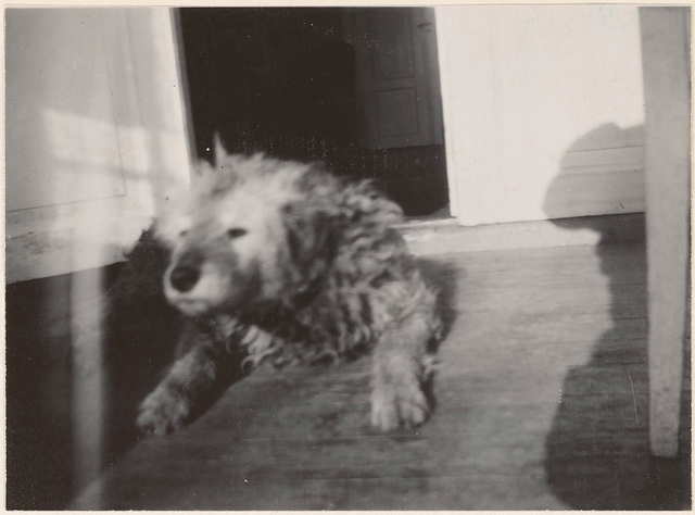 10 Famous Artists and their Pet Portraits