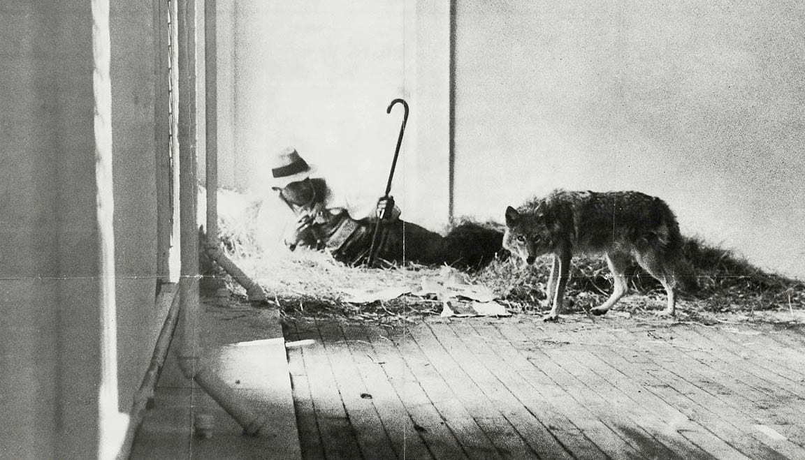 Joseph Beuys: The German Artist Who Lived With a Coyote