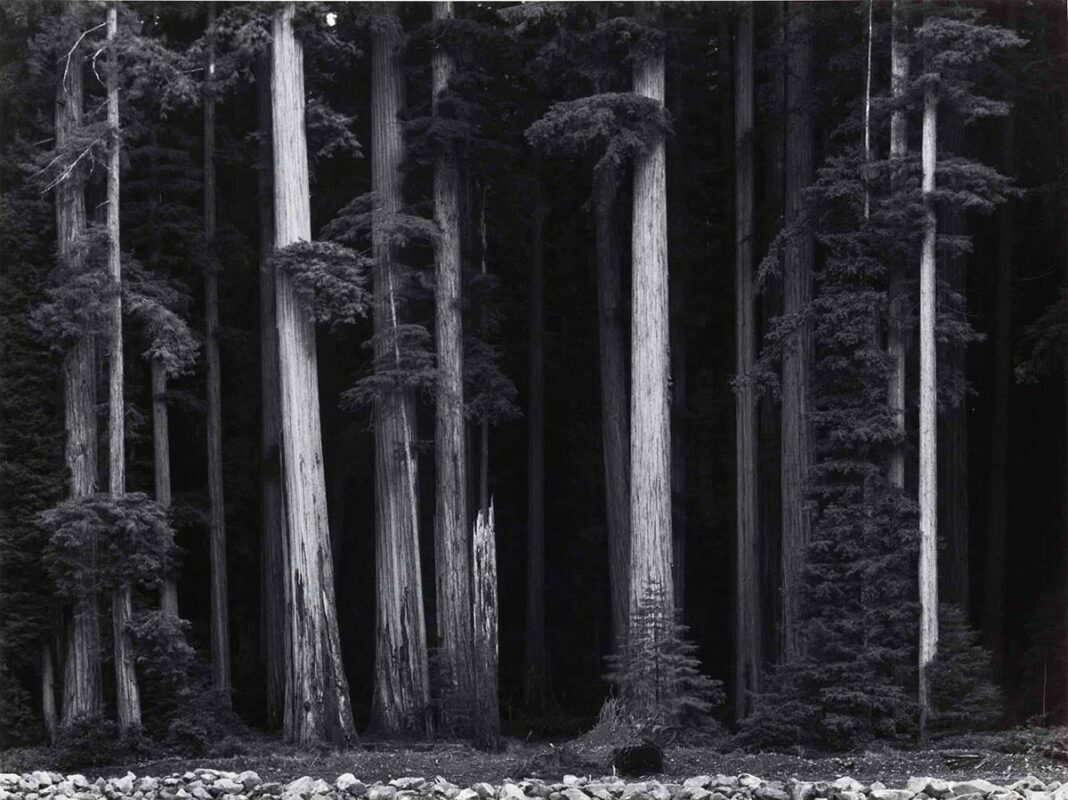 25 Famous Photographs by Ansel Adams (& 6 Fun Facts)