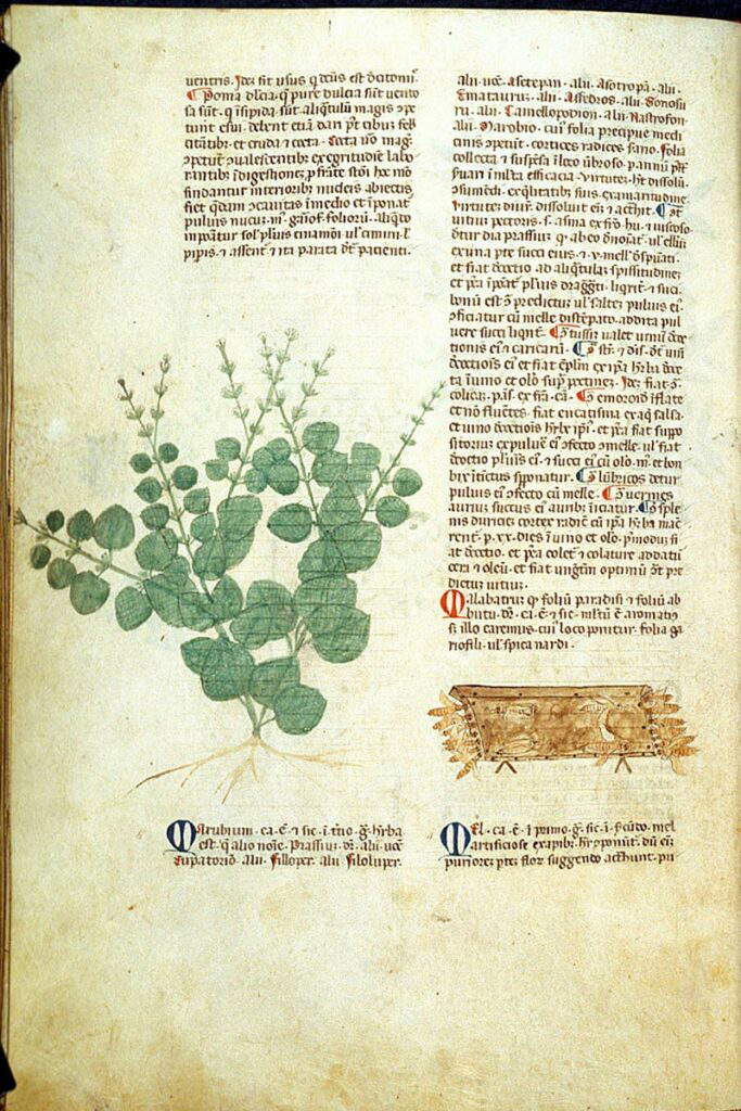 5 Birth Control Methods In The Medieval Period