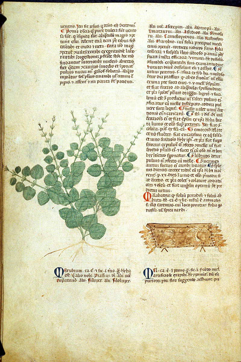 5 Birth Control Methods In The Medieval Period