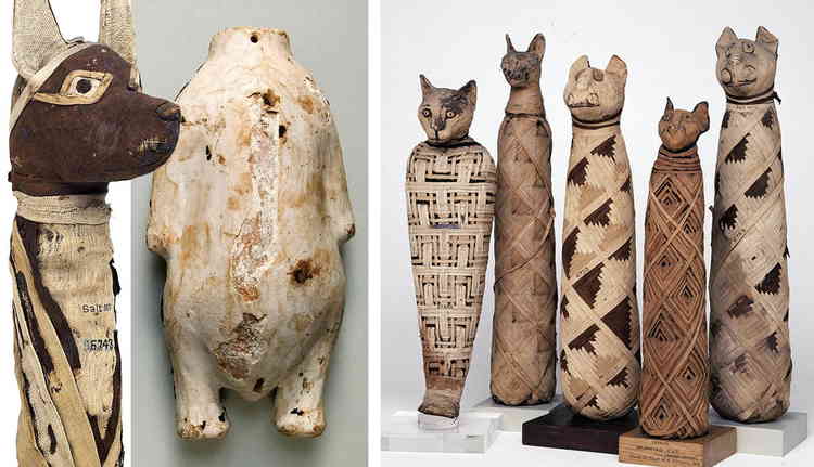 Dogs in Ancient Egypt: The Early Origins of Man’s Best Friend