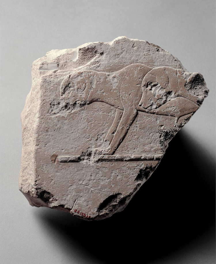 Mummified Animals: How Ancient Egypt Preserved Pets