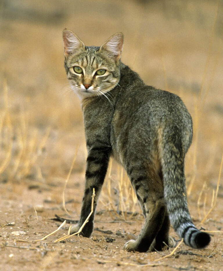 Cats in Ancient Egypt: The Wild Companions Who Became Gods