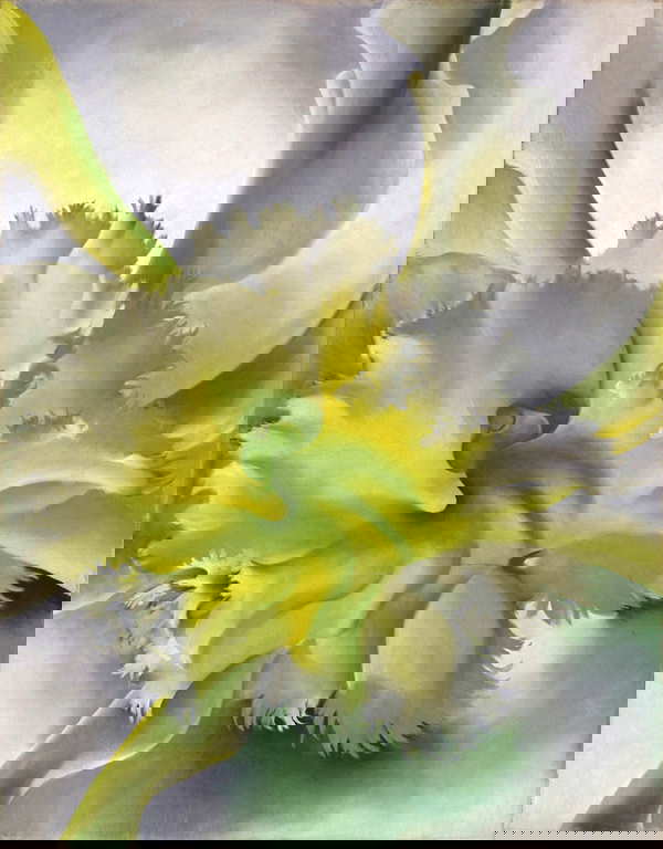 Master of Flowers: Georgia O’Keeffe