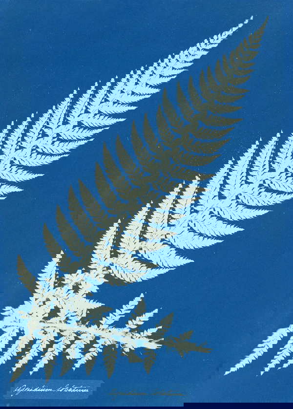 How English Photographer Anna Atkins Captured the Science of Botany