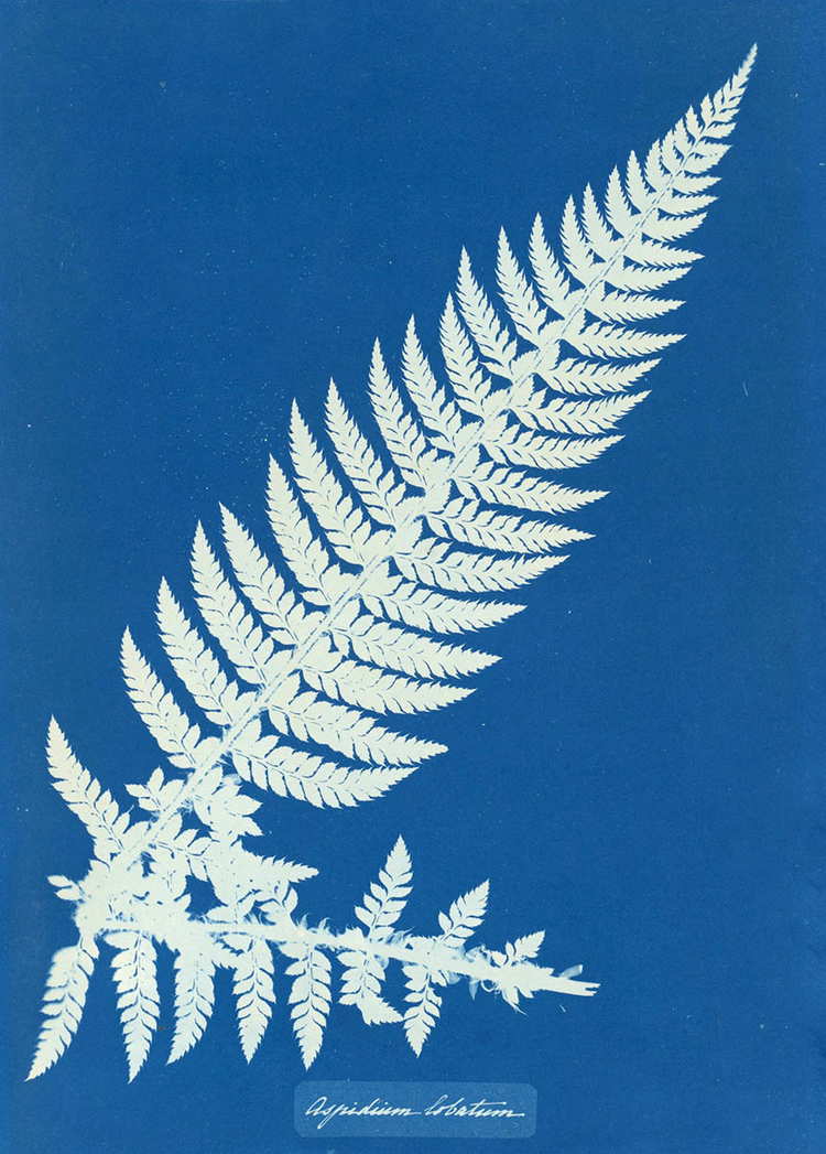 How English Photographer Anna Atkins Captured the Science of Botany