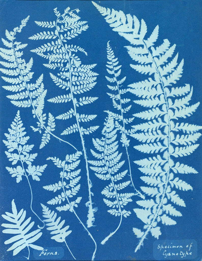 How English Photographer Anna Atkins Captured the Science of Botany