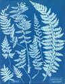 How English Photographer Anna Atkins Captured the Science of Botany