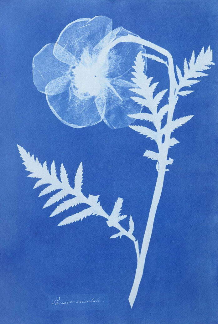 How English Photographer Anna Atkins Captured the Science of Botany