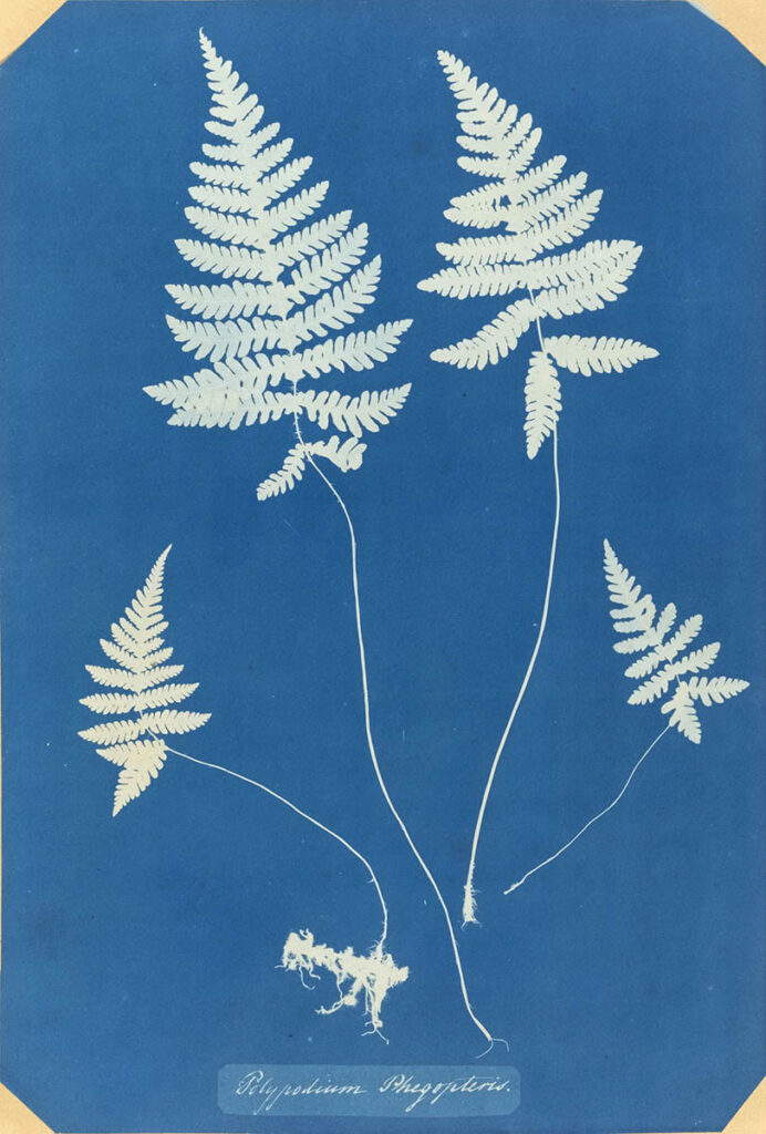 How English Photographer Anna Atkins Captured the Science of Botany