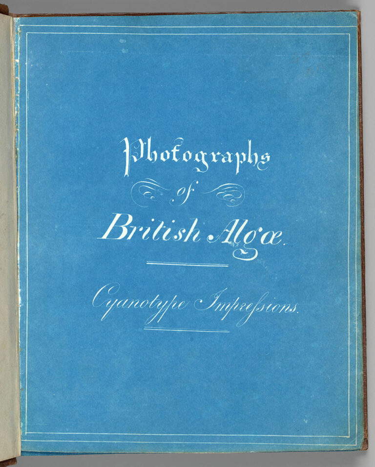 How English Photographer Anna Atkins Captured the Science of Botany