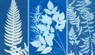 How English Photographer Anna Atkins Captured the Science of Botany