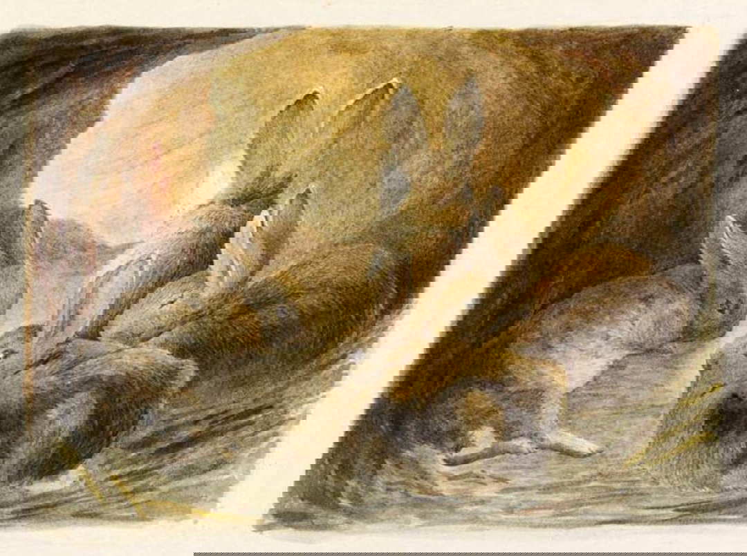 Beatrix Potter: The English Writer Behind Peter Rabbit