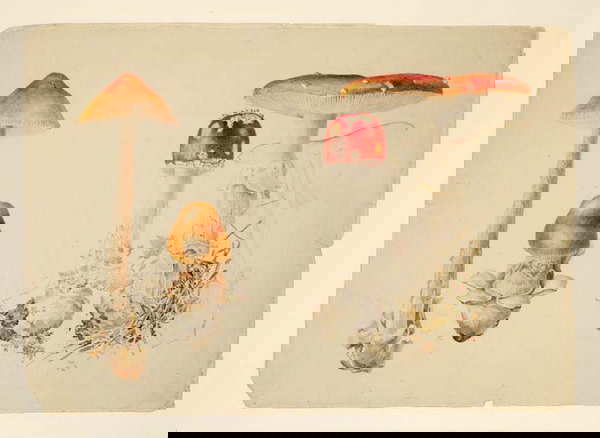 Beatrix Potter: The English Writer Behind Peter Rabbit