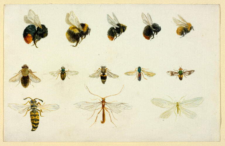 Beatrix Potter: The English Writer Behind Peter Rabbit