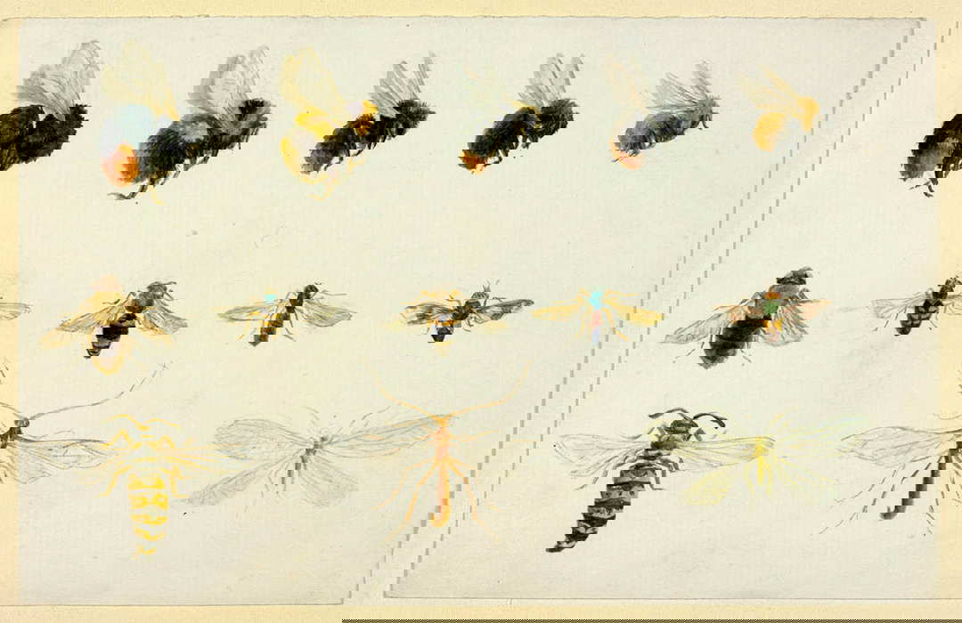 Beatrix Potter: The English Writer Behind Peter Rabbit