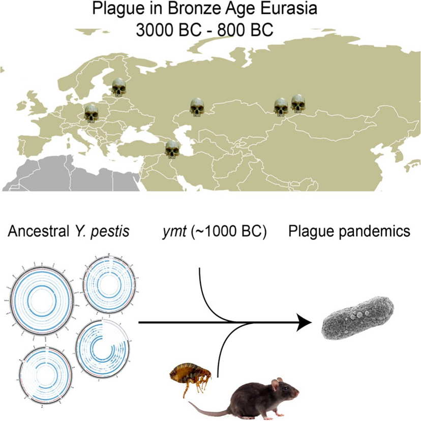 Yersinia Pestis: When Did the Black Death Really Begin?