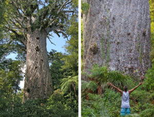 10 Iconic Polynesian Gods and Goddesses (Hawai’i, Māori, Tonga, Samoa)