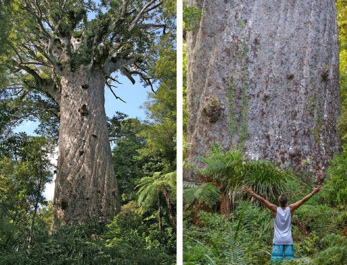 10 Iconic Polynesian Gods and Goddesses (Hawai’i, Māori, Tonga, Samoa)