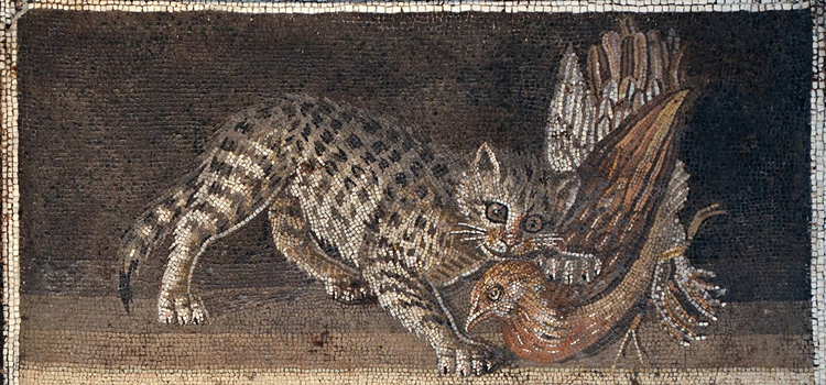 The History of Cats in Human Civilization