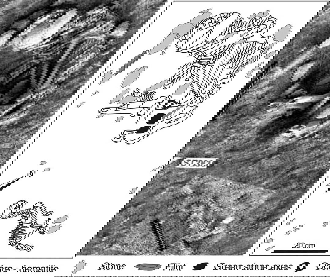 The History of Cats in Human Civilization