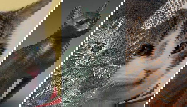 The History of Cats in Human Civilization