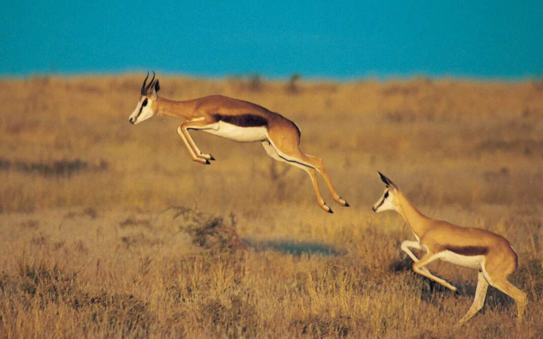 Mandela & the 1995 Rugby World Cup: A Match that Redefined a Nation