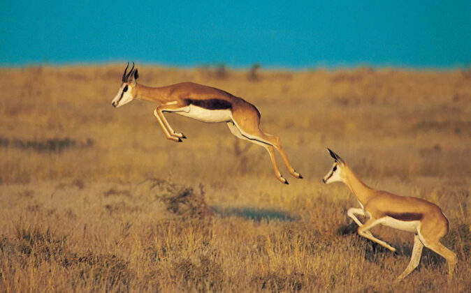 Mandela & the 1995 Rugby World Cup: A Match that Redefined a Nation