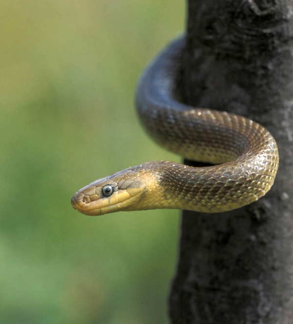 Why Was Greek God Asclepius Linked With Snakes?