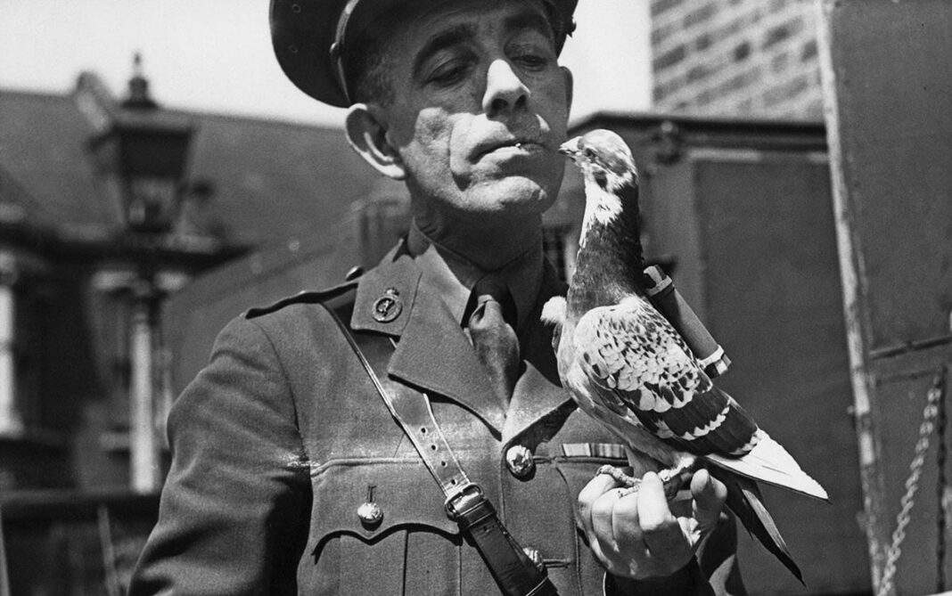 Animals in War: 7 Examples of Animals Fighting in Human Conflict