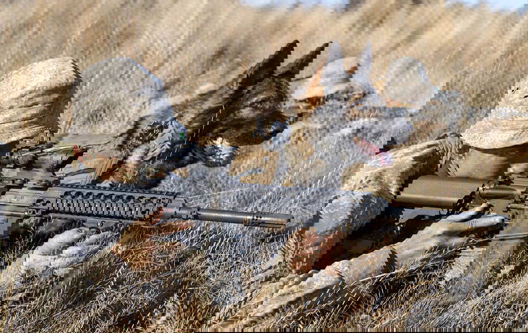 Animals in War: 7 Examples of Animals Fighting in Human Conflict