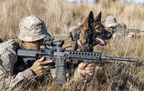 Animals in War: 7 Examples of Animals Fighting in Human Conflict