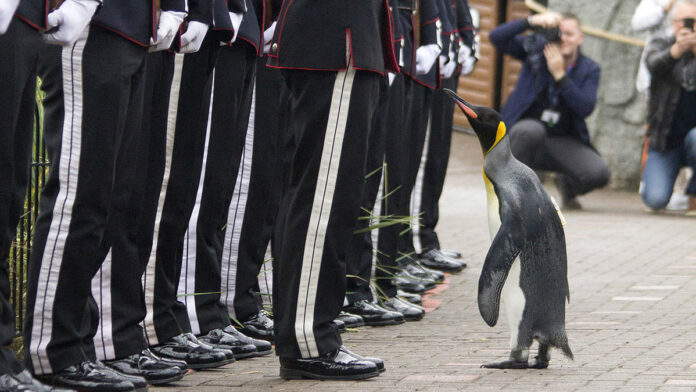 Animals in War: 7 Examples of Animals Fighting in Human Conflict
