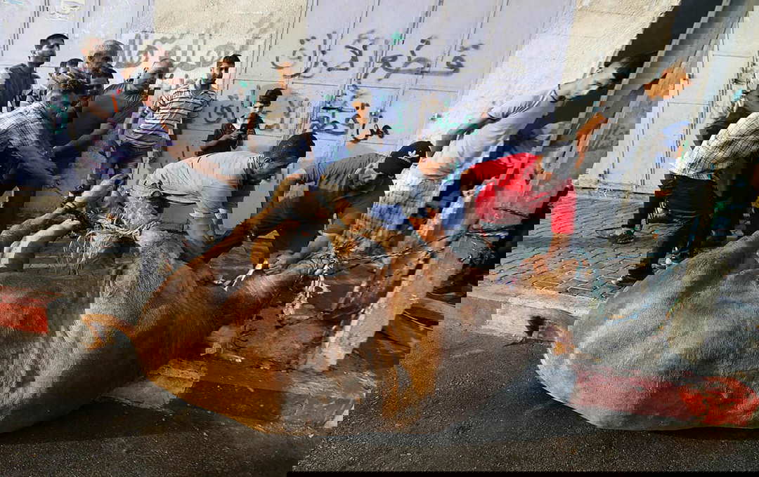 Does Blood Sacrifice Still Exist? Examples From Around the World