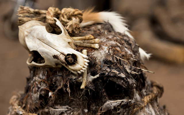 Does Blood Sacrifice Still Exist? Examples From Around the World