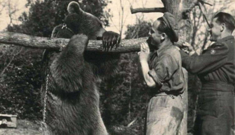 Wojtek The Bear Who Fought For Poland In World War Ii
