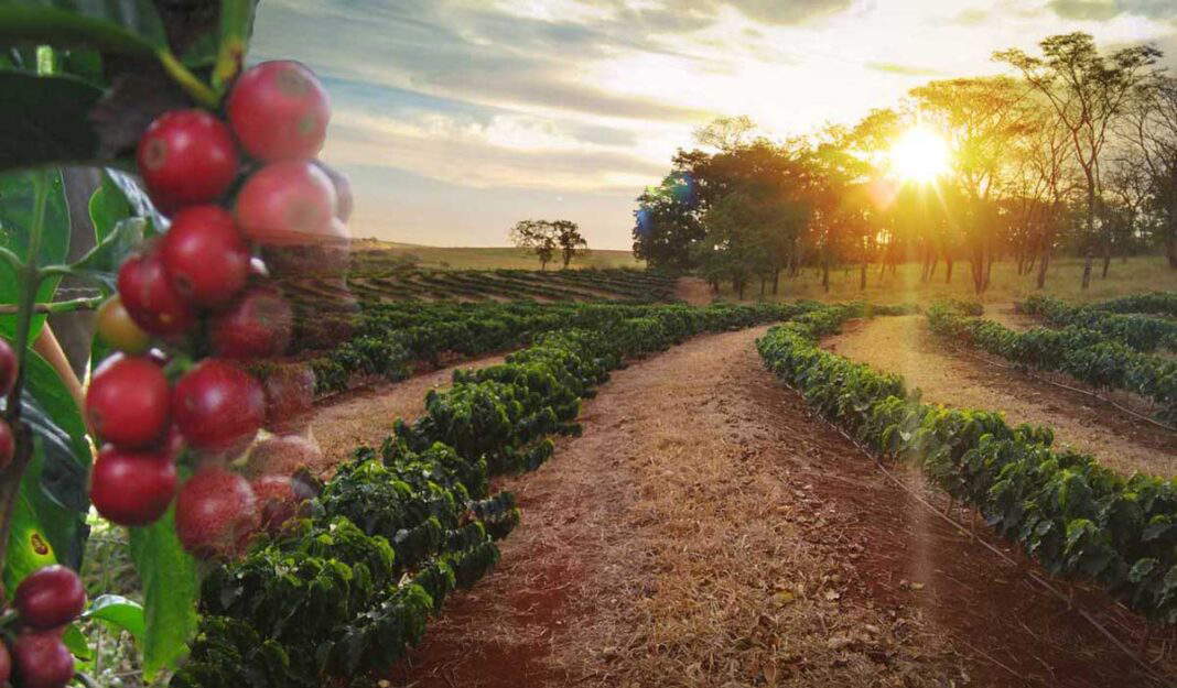 10 Surprising Facts on the History of Coffee