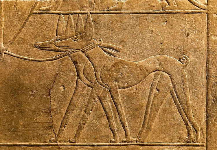 Dogs in Ancient Egypt: The Early Origins of Man’s Best Friend