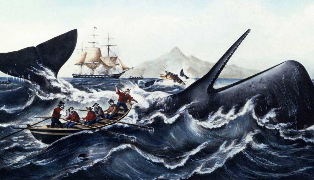 Blubber & Oil: Whaling and Its Role in the Industrial Revolution