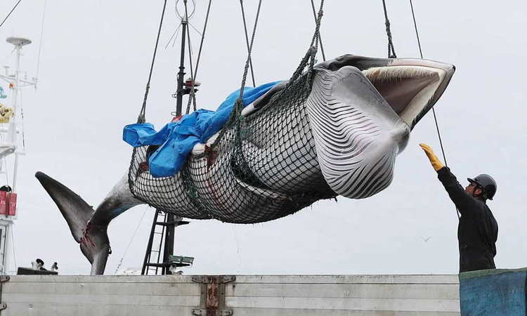 Blubber & Oil: Whaling and Its Role in the Industrial Revolution