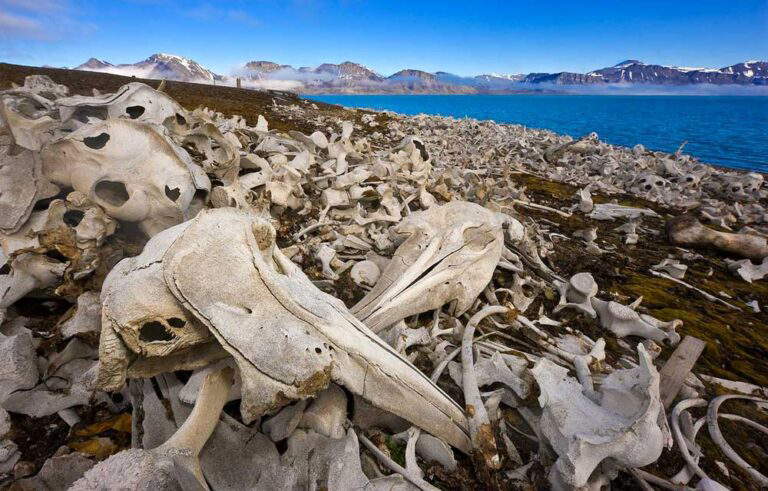 Blubber & Oil: Whaling and Its Role in the Industrial Revolution
