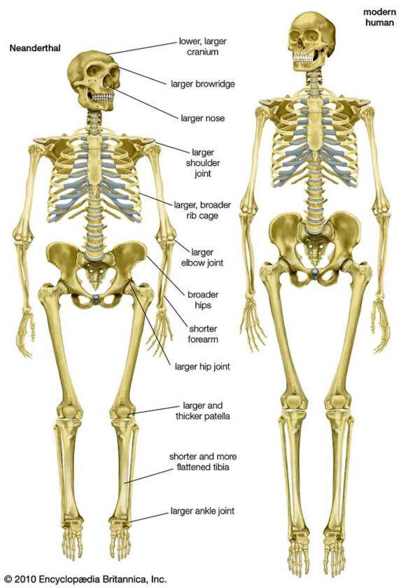 Who Were the Neanderthals & Why Are They Important to Modern Humans?
