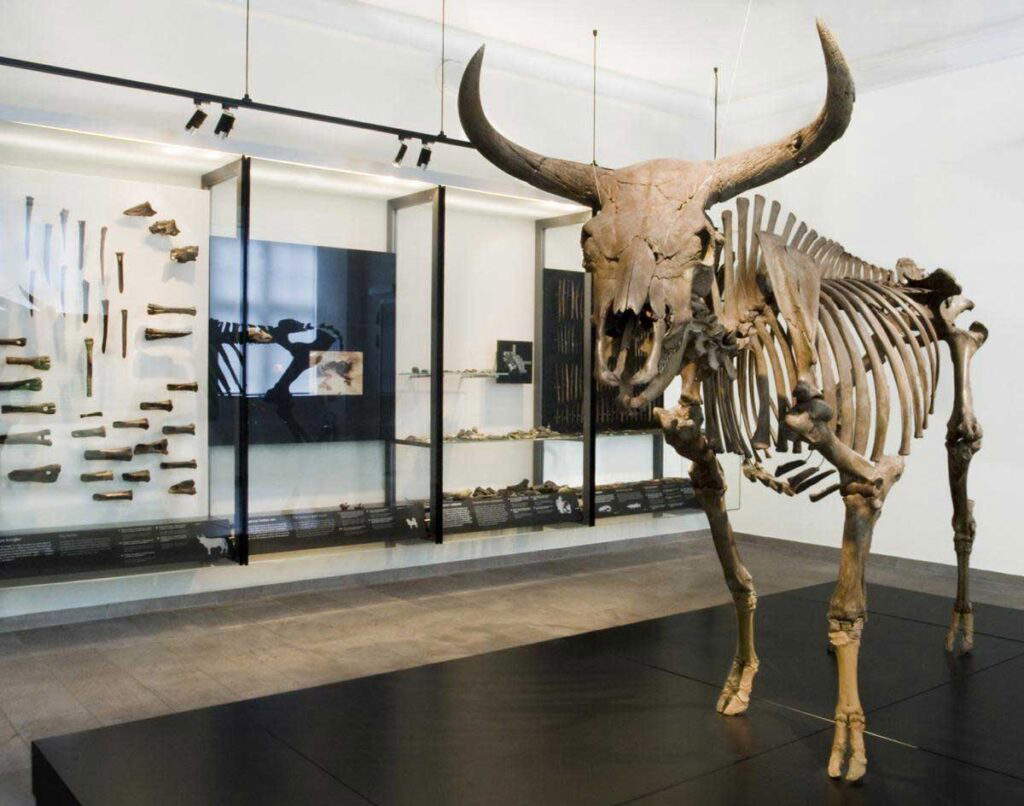 6 Animals That Scientists Are Trying to Bring Back from Extinction