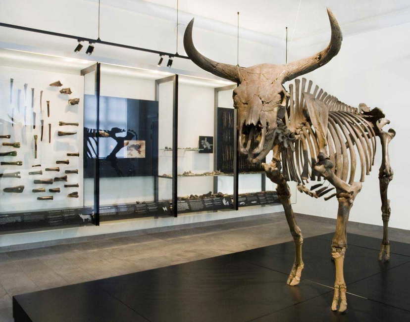 6 Animals That Scientists Are Trying to Bring Back from Extinction