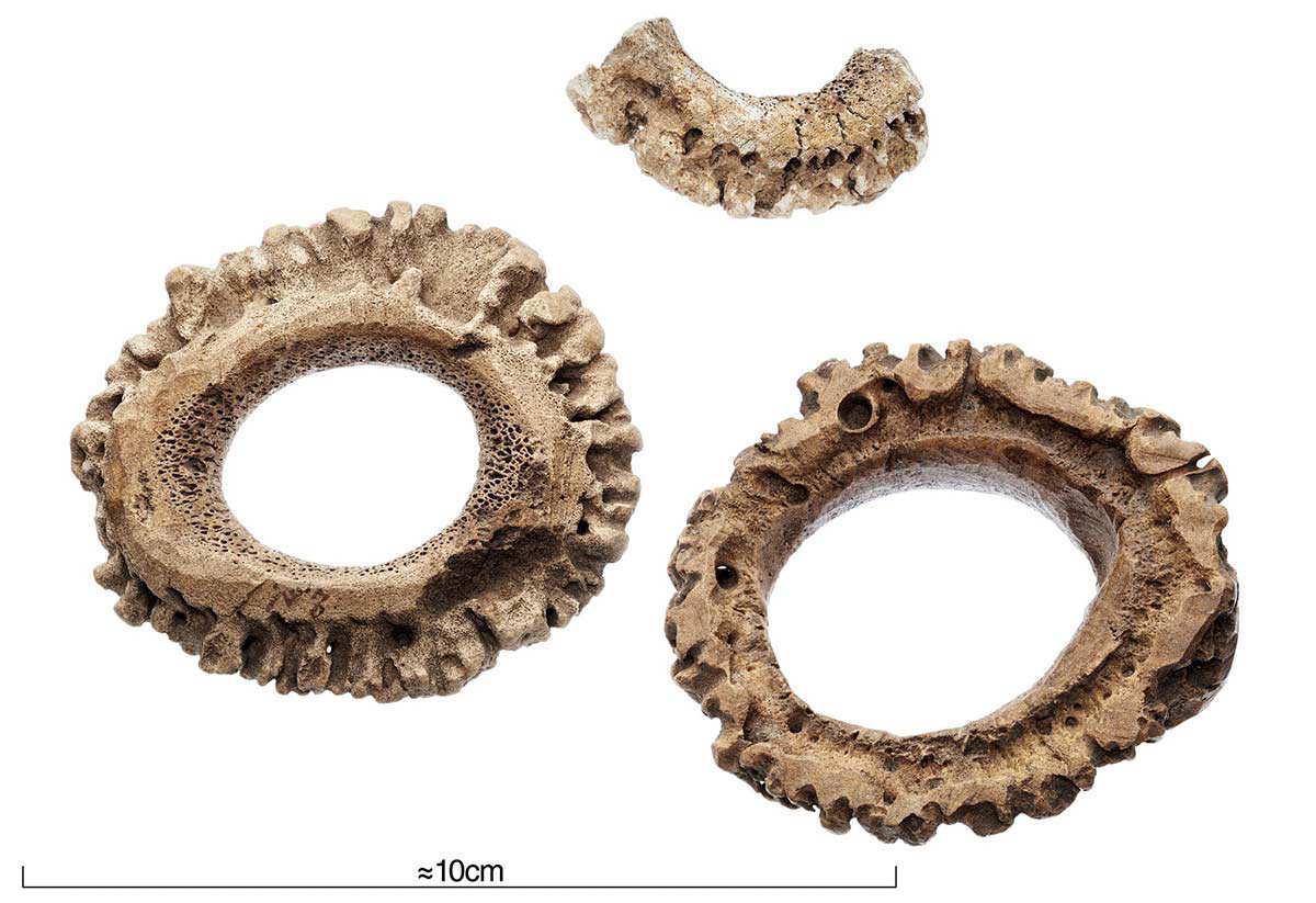 10 Amazing Discoveries from Viking Jorvik